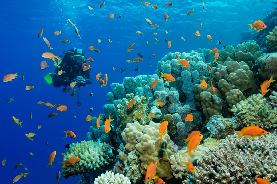 Plongée sous-marine : explorez les plus beaux spots pour admirer les ...